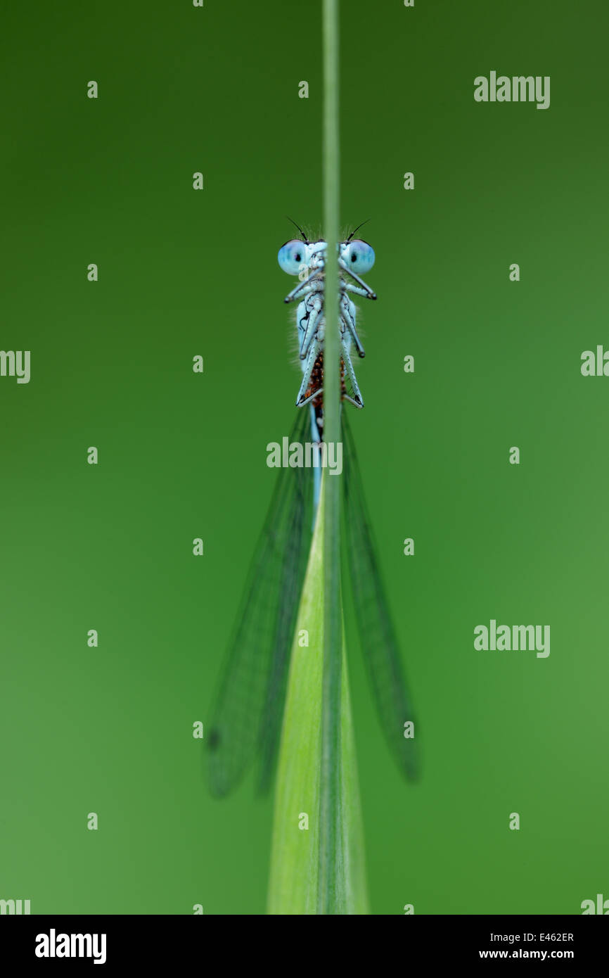 Variable damselfly (Coenagrion pulchellum) on reed stalk, Brackagh Moss ...