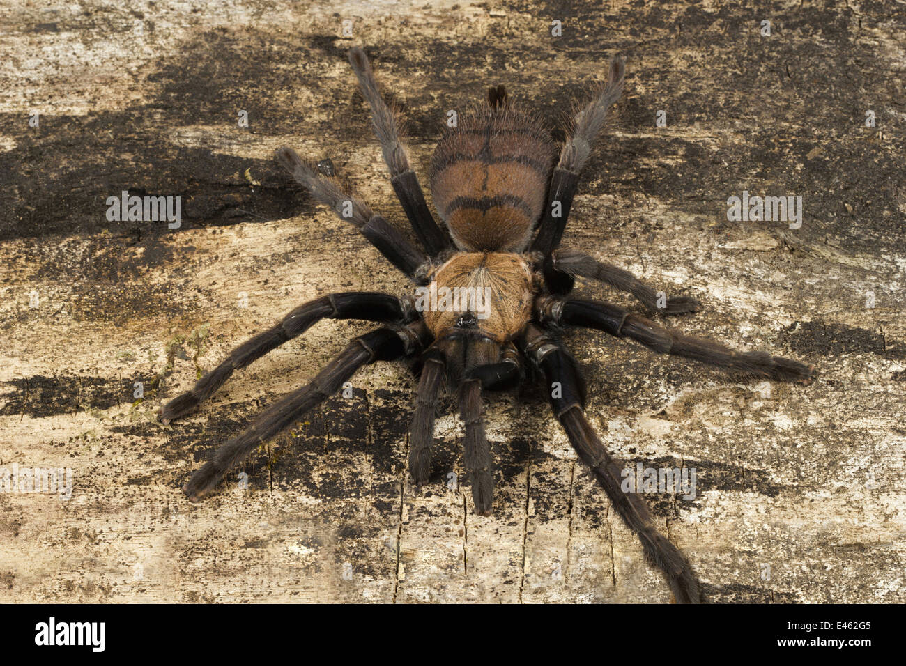INDIAN VIOLET TARANTULA, Chilobrachyus fimbriatus, Common, Wilderness ...