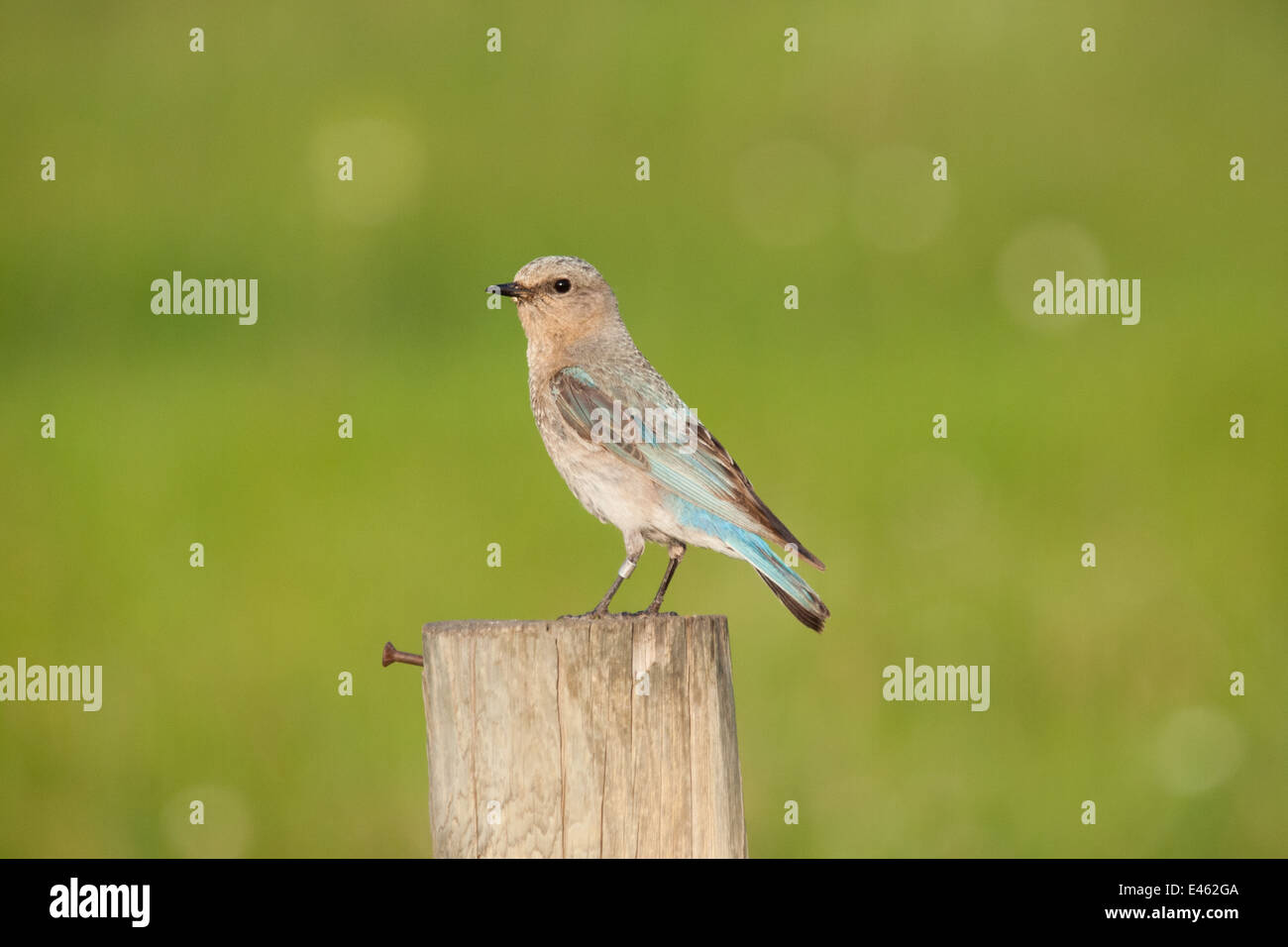 An elegant female Mountain Bluebird (Sialia currucoides), perched on a ...