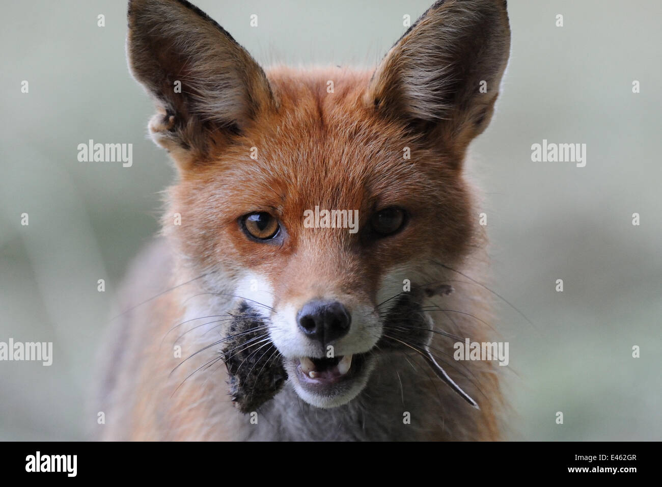 Dead european red fox vulpes hi-res stock photography and images - Alamy