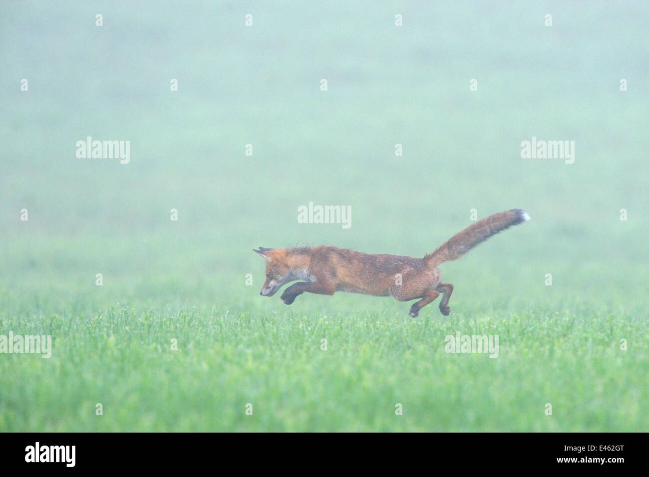 Pouncing hi-res stock photography and images - Alamy