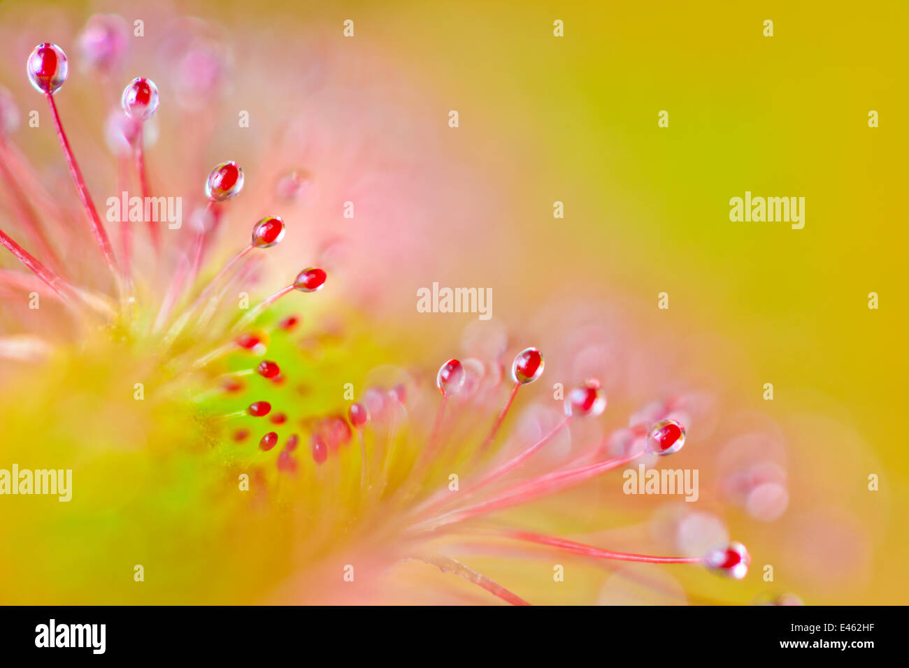 Cape sundew (Drosera capensis) close-up of sticky droplets on leaf ...