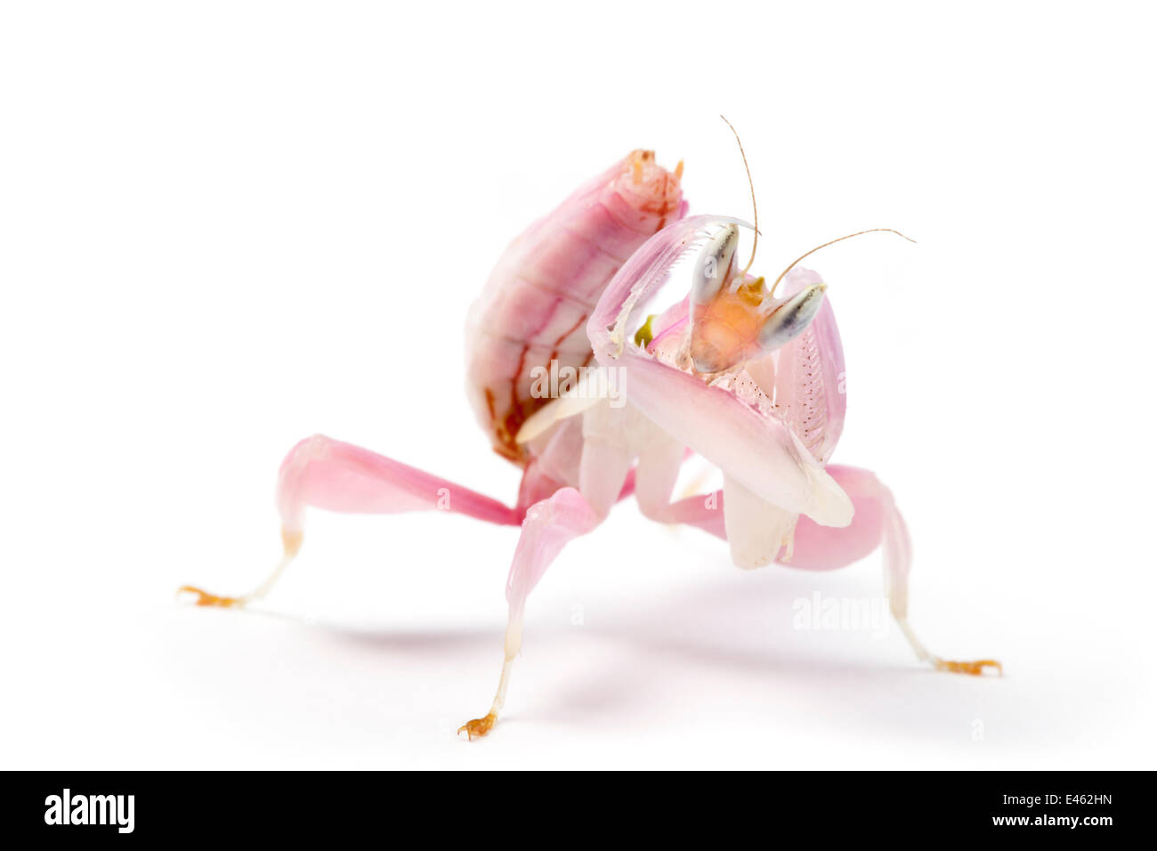 Orchid mantis hymenopus coronatus hi-res stock photography and images ...