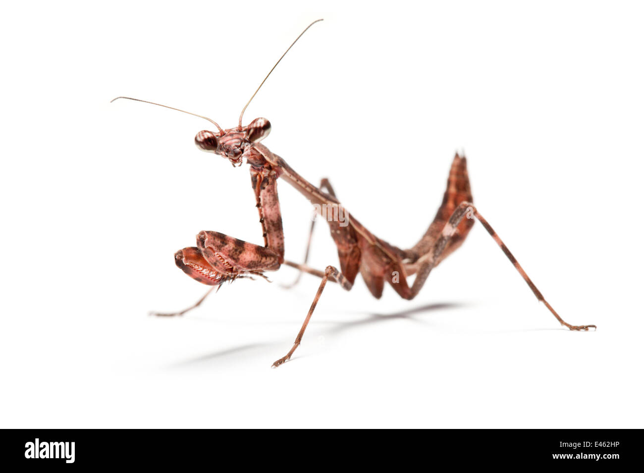 Bud wing mantis (Parasphendale affinis) juvenile, on a white background ...