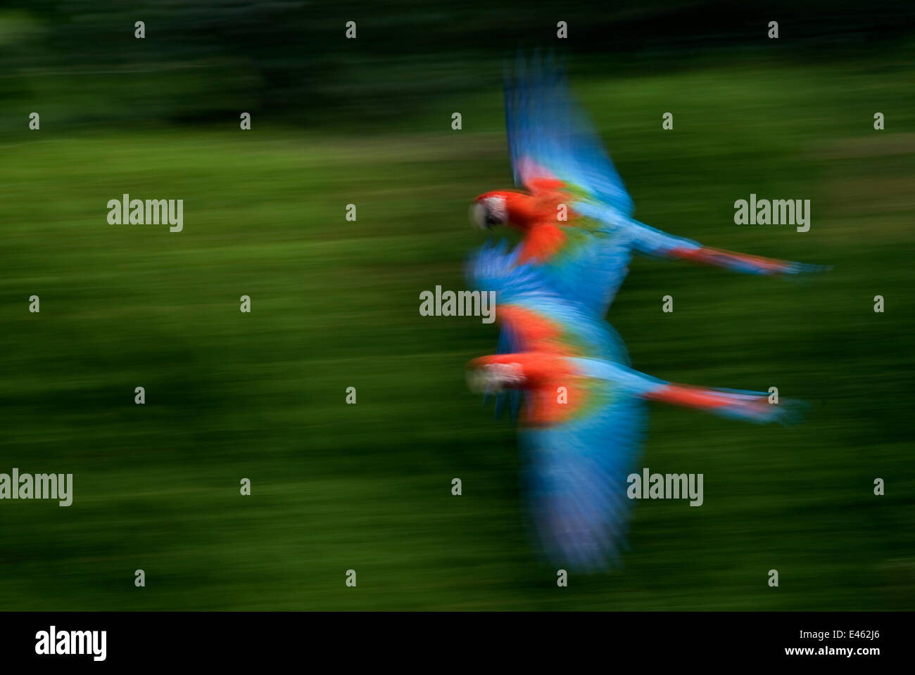 Two Scarlet macaws (Ara macao) flying, captive Stock Photo - Alamy