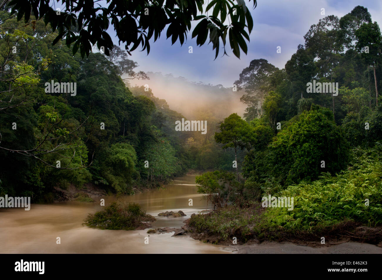 Dawn over the Segama River, with mist hanging over lowland rainforest ...