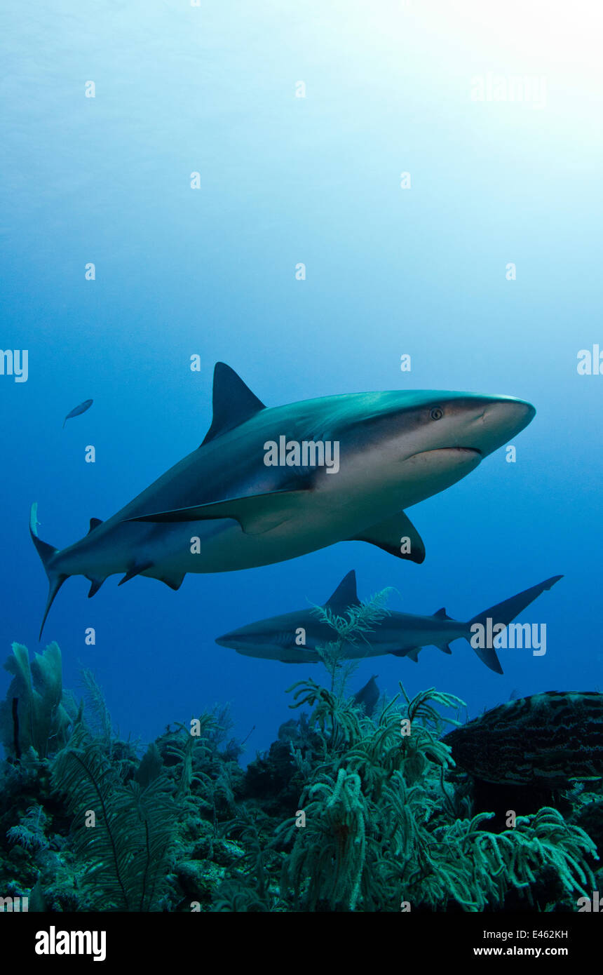 Shark profile hi-res stock photography and images - Alamy