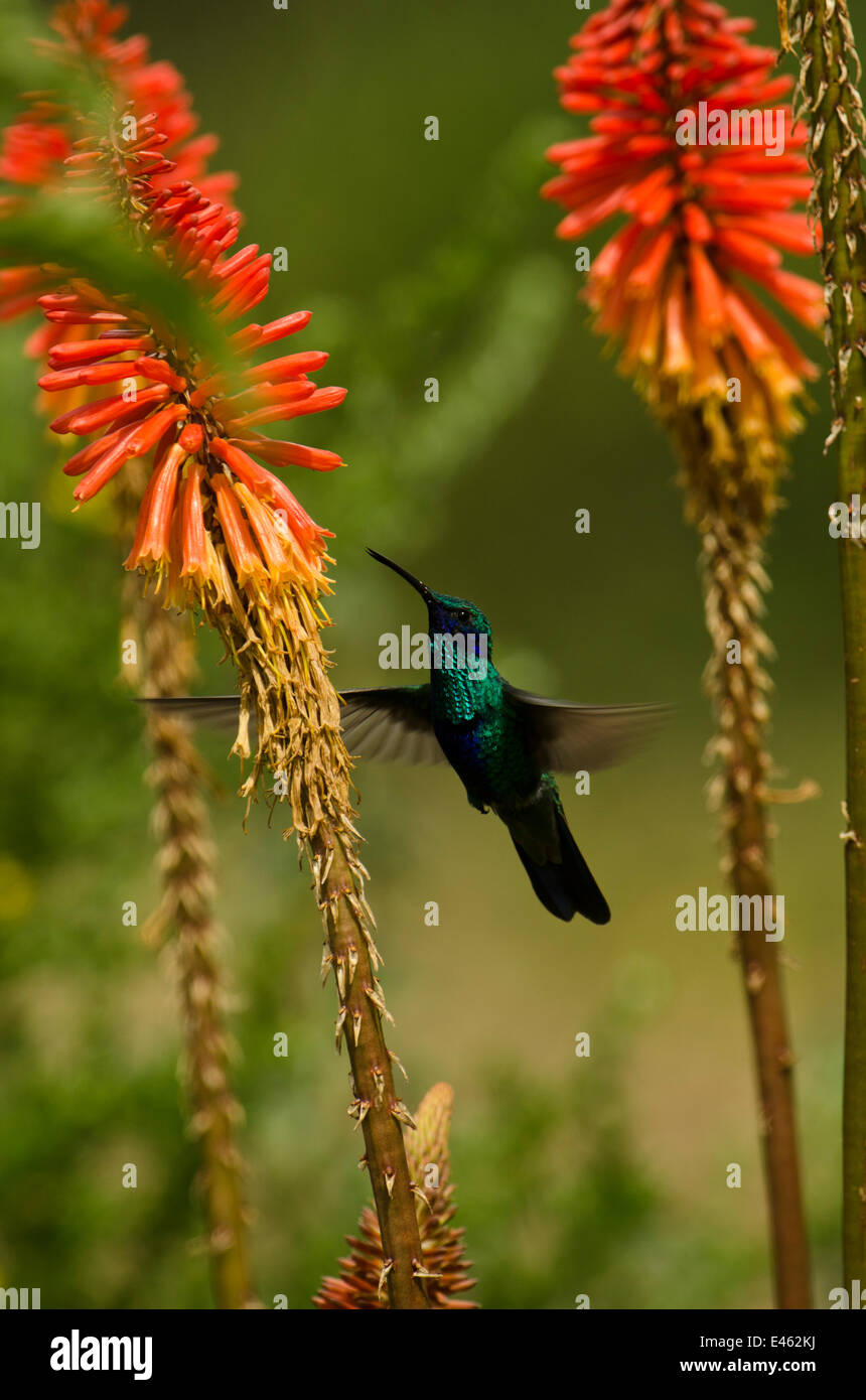 Sparkling violetear hummingbird (Colibri coruscans) at base of ...