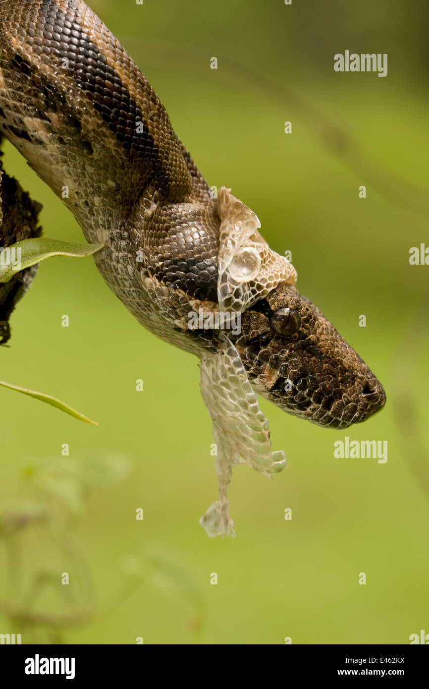 Boa Constrictor (Boa constrictor) shedding skin from head. Guanacaste ...