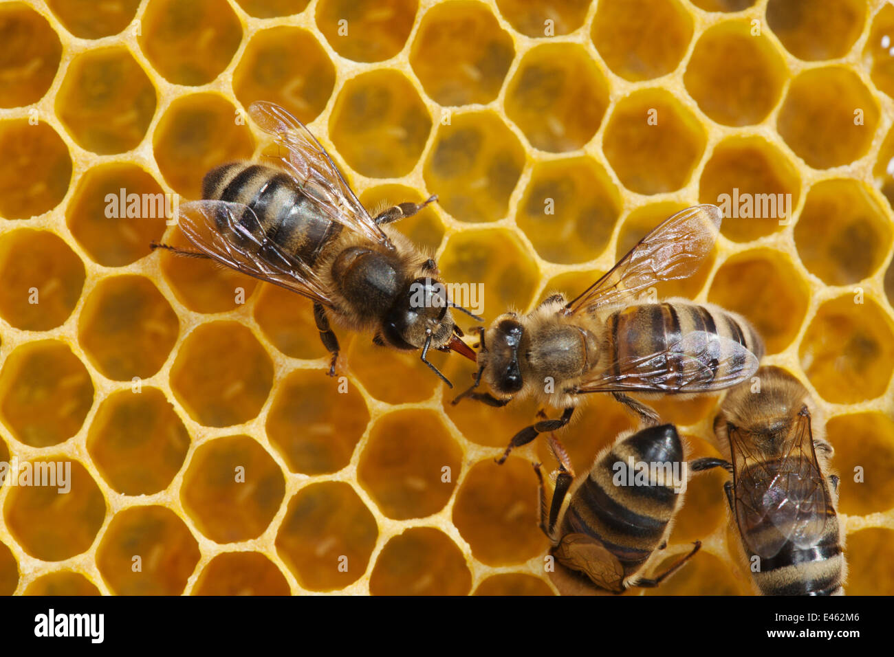 Honeybee workers exchanging food - known as trophallaxis (Apis ...