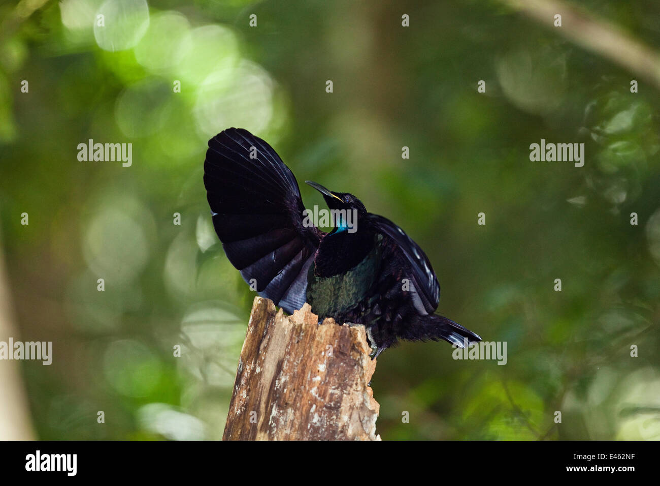 Victoria's riflebird (Ptiloris victoriae) male displaying in rainforest ...