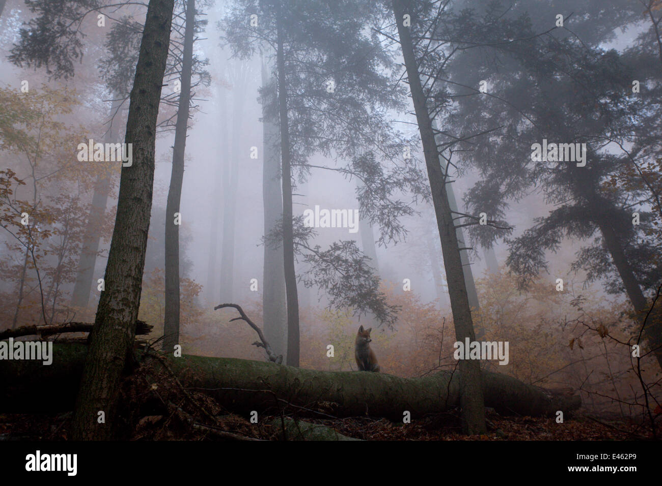 Red Fox (Vulpes vulpes) sat on a fallen tree in misty woodlands Stock ...