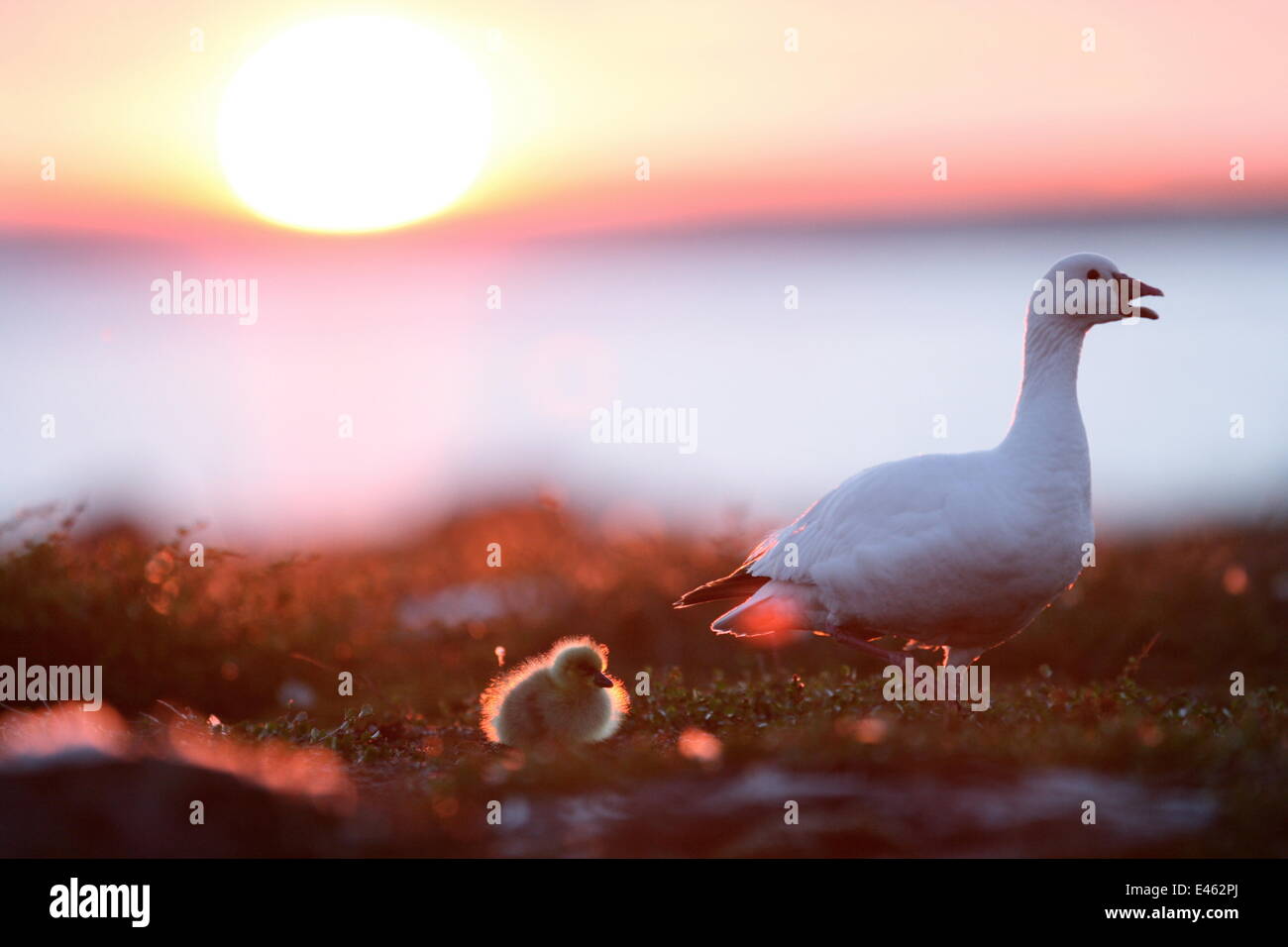 Snow goose with gosling (Anser caerulescens) at sunset. Taken on ...
