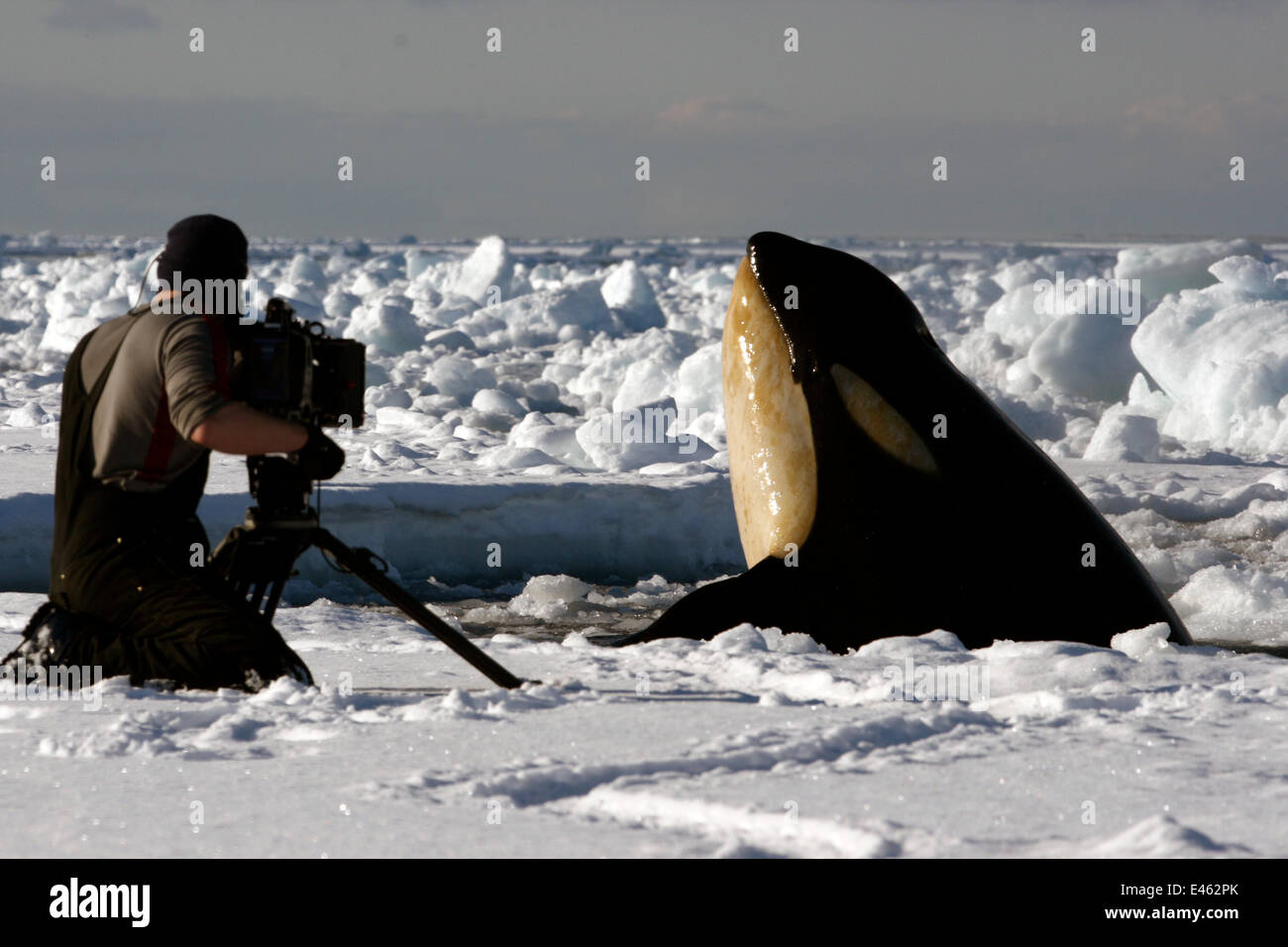 Filming on the Antarctic sea-ice at the edge of a small hole. A ...