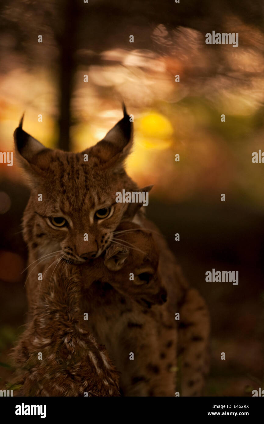 Lynx (Lynx lynx) holding its fawn kill by the neck. The Black Forest ...