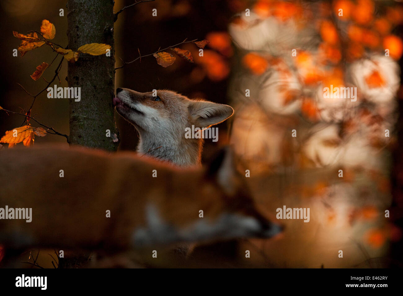 Red Fox (Vulpes vulpes) licking a tree trunk while another walks in the ...