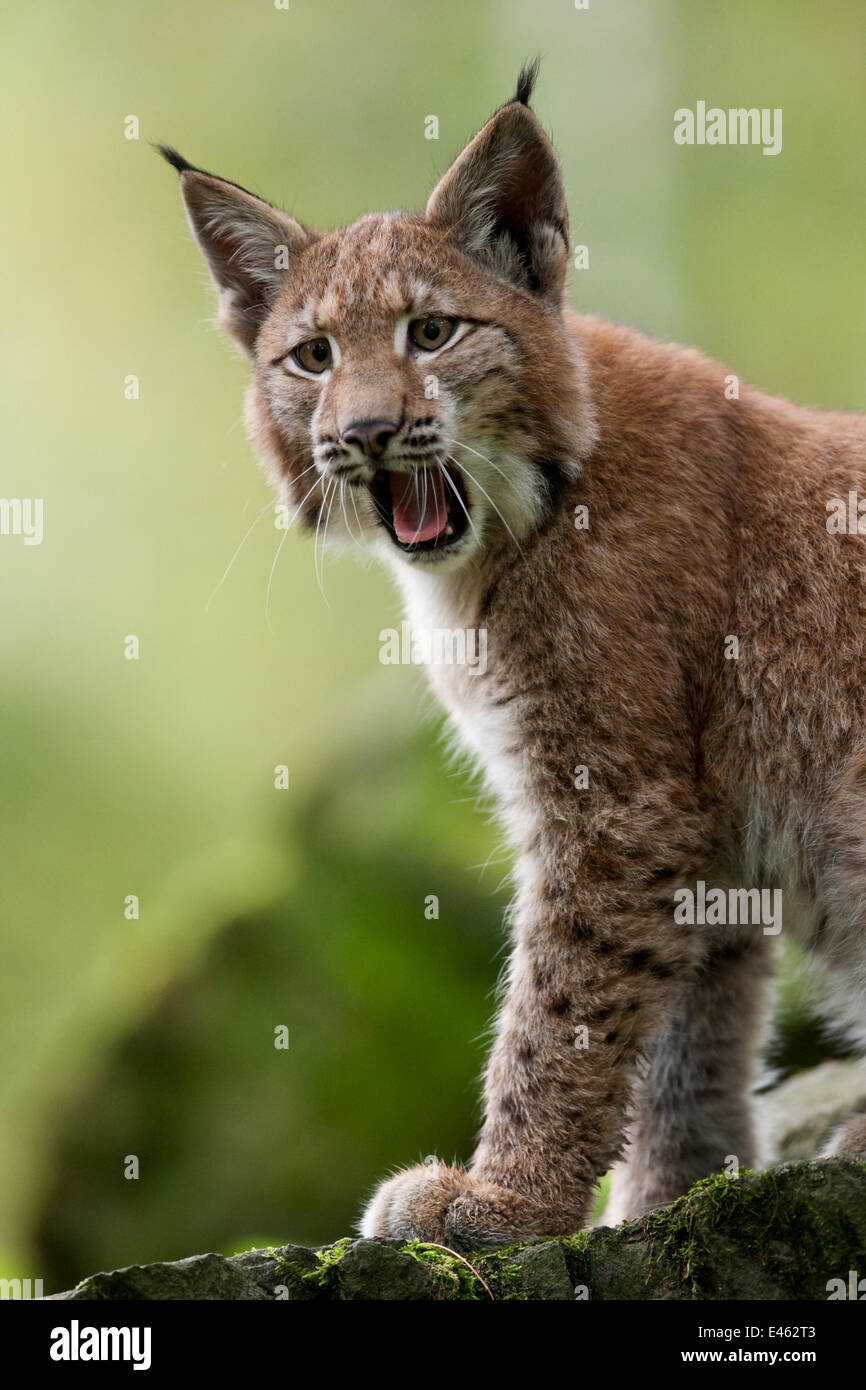 Lynx (Lynx lynx) cub calling. Hannau, Germany, September. Captive Stock ...