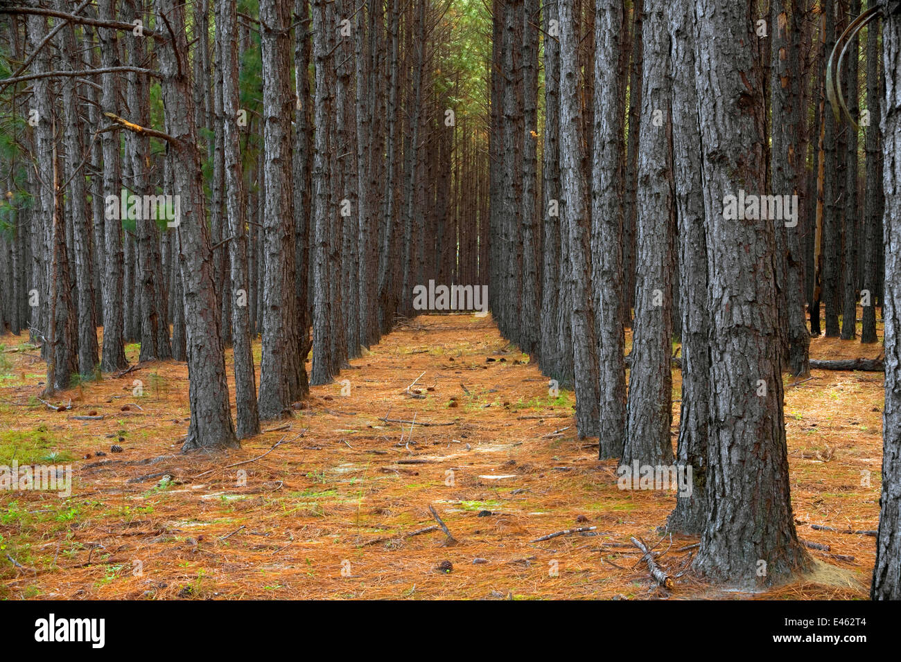 Planteation hi-res stock photography and images - Alamy