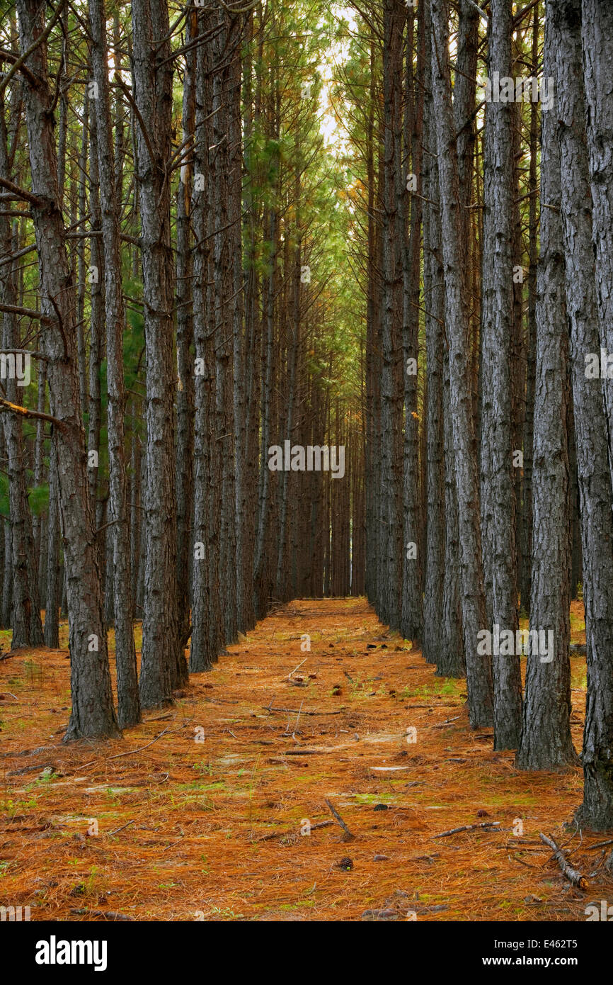 Rows of pine trees in Pine forest plantation along Highway 203, Applin ...