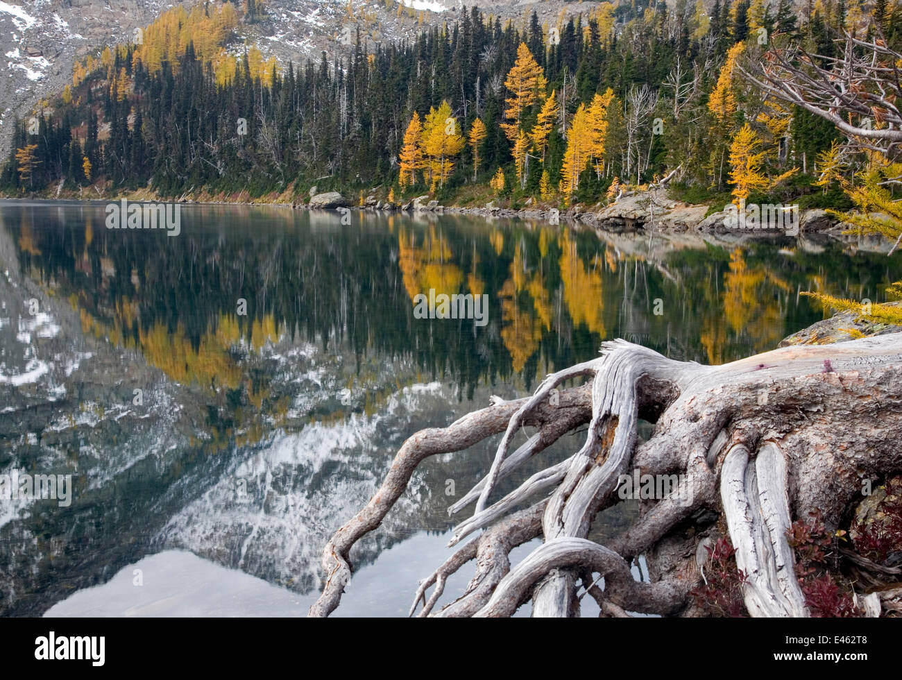 Larch trees in autumn colour at Larch Lake in the Chiwaukum Mountain ...