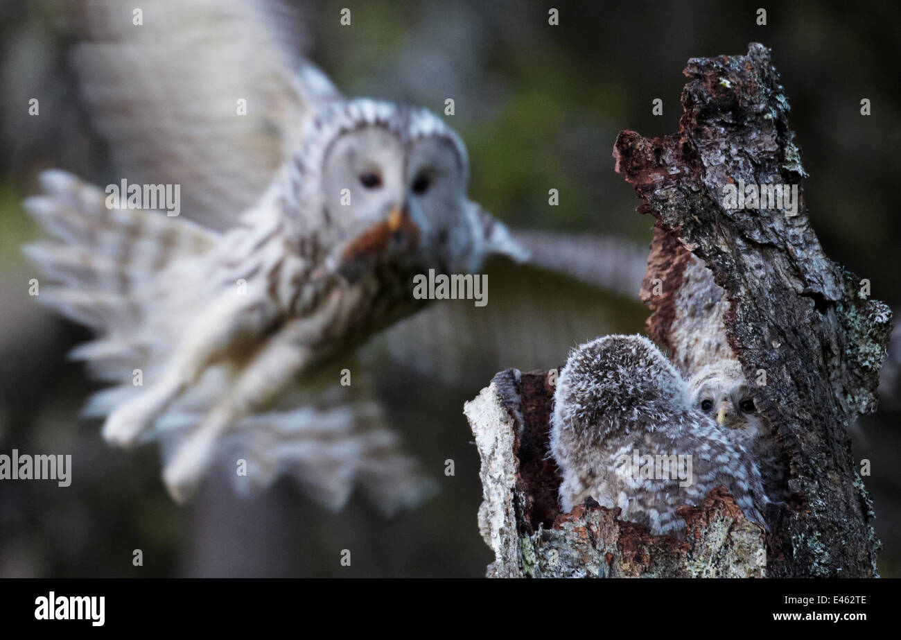 Ural Owl (Strix uralensis) bringing rodent prey to her chicks in a ...