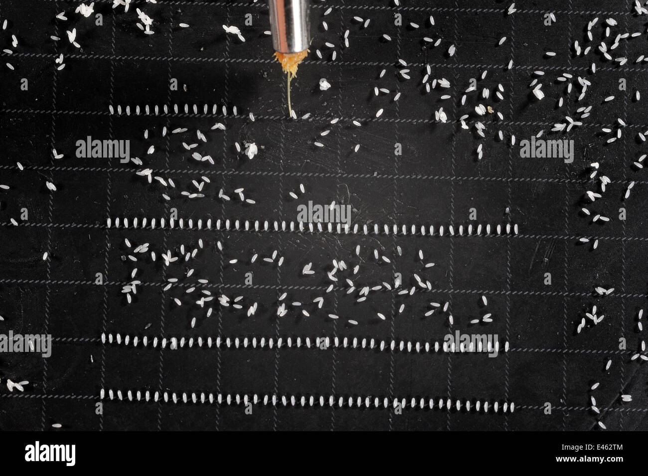 Drosophila Embryo Injection