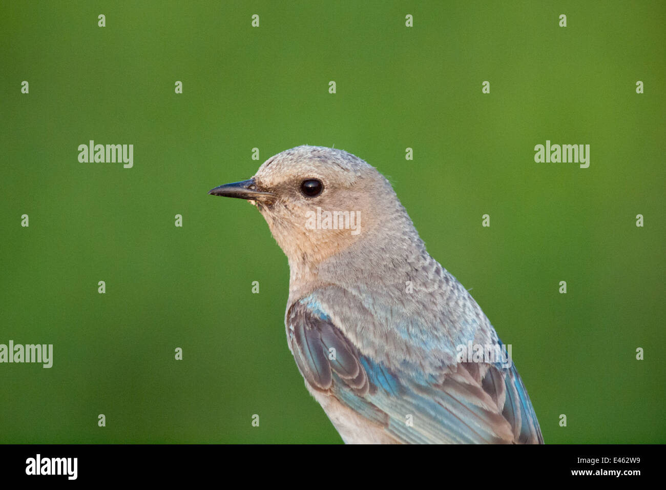 A close-up portrait of an elegant female Mountain Bluebird (Sialia ...