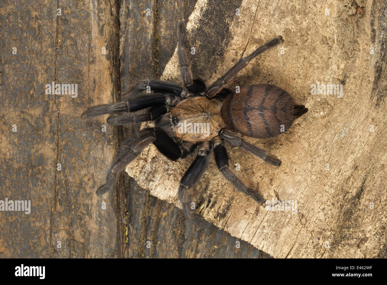 INDIAN VIOLET TARANTULA, Chilobrachyus fimbriatus, Common, Wilderness ...