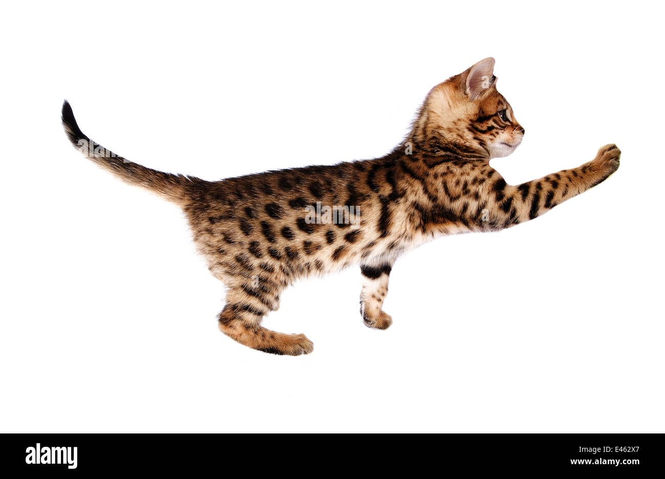 Bengal kitten reaching out paw isolated on background Stock Photo - Alamy