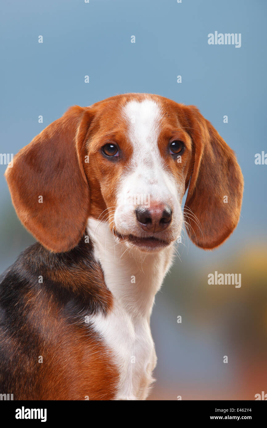 German hound hi-res stock photography and images - Alamy