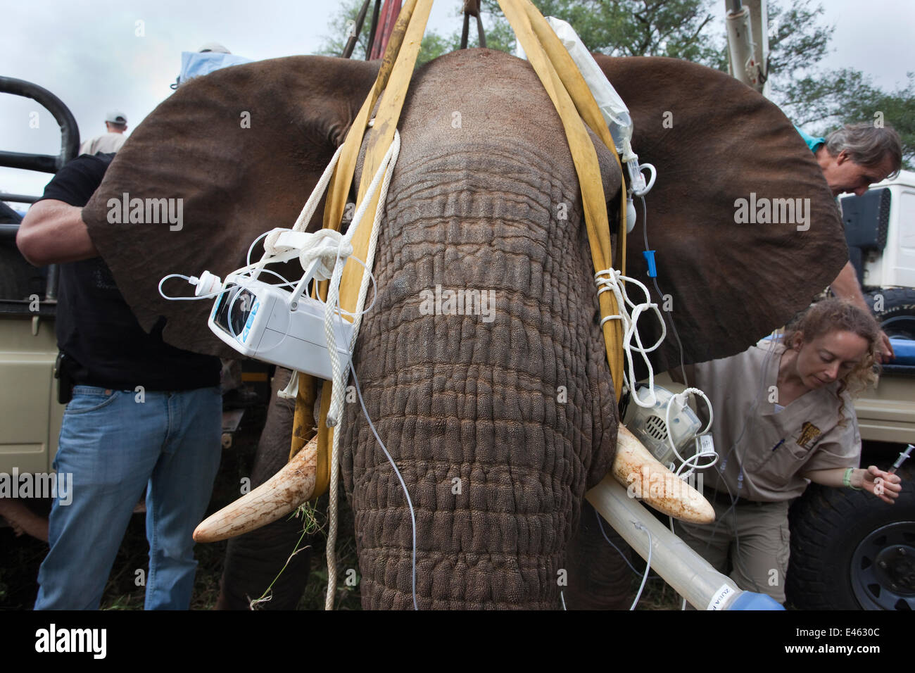 Wild elephant bull (Loxodonta africana) being prepared for vasectomy ...