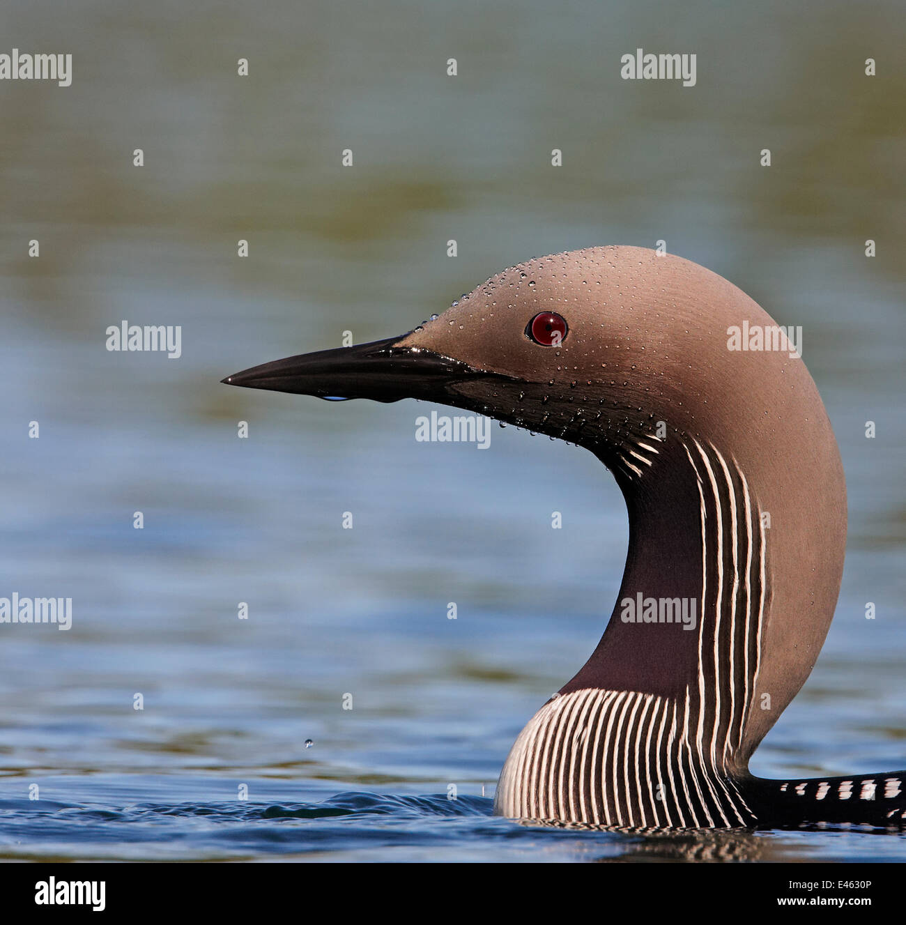 Black throated Diver (Gavia arctica) Vaala Finland June Stock Photo - Alamy