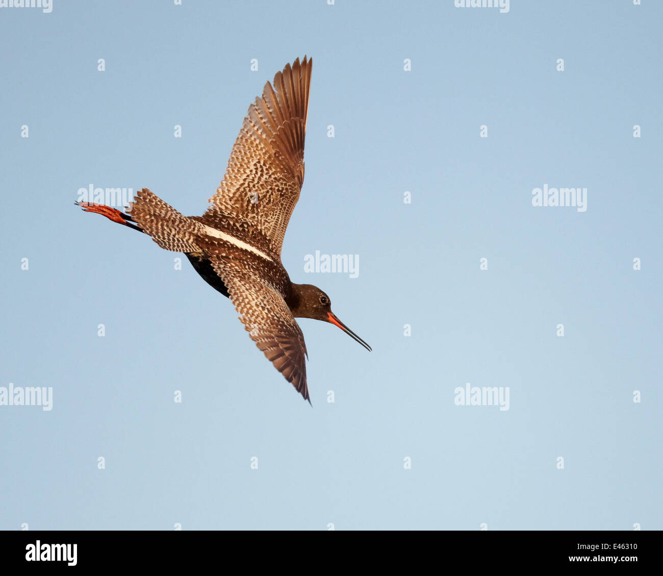Spotted Redshank (Tringa erythropus) in flight, Utsjoki Finland June ...
