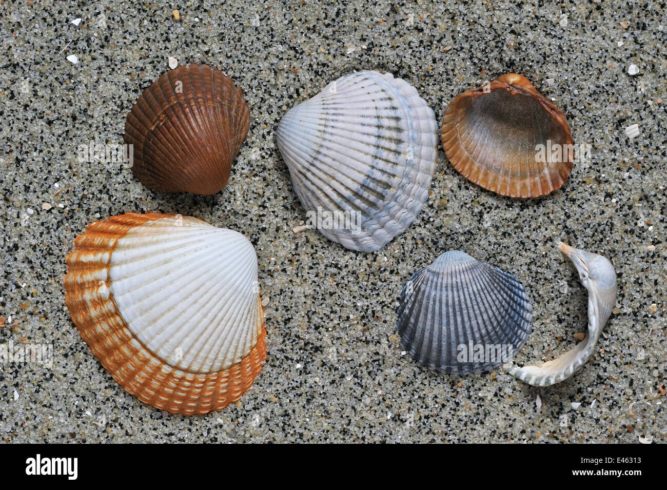 Common / Edible cockle (Cerastoderma / Cardium edule) shells on beach ...