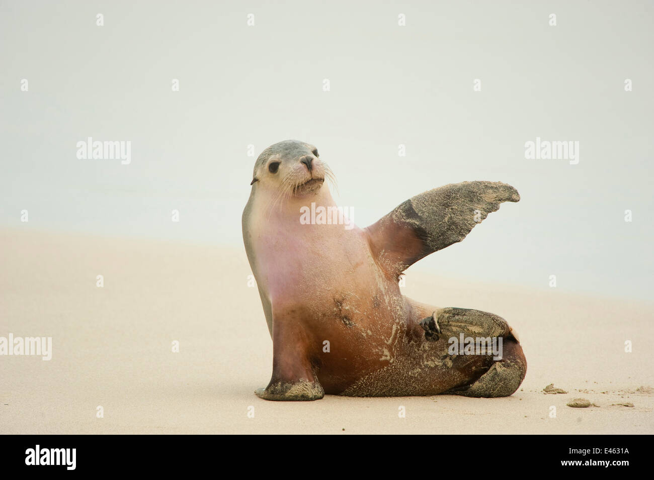 Australian Sea Lion (Neophoca cinerea) sitting on beach with one ...