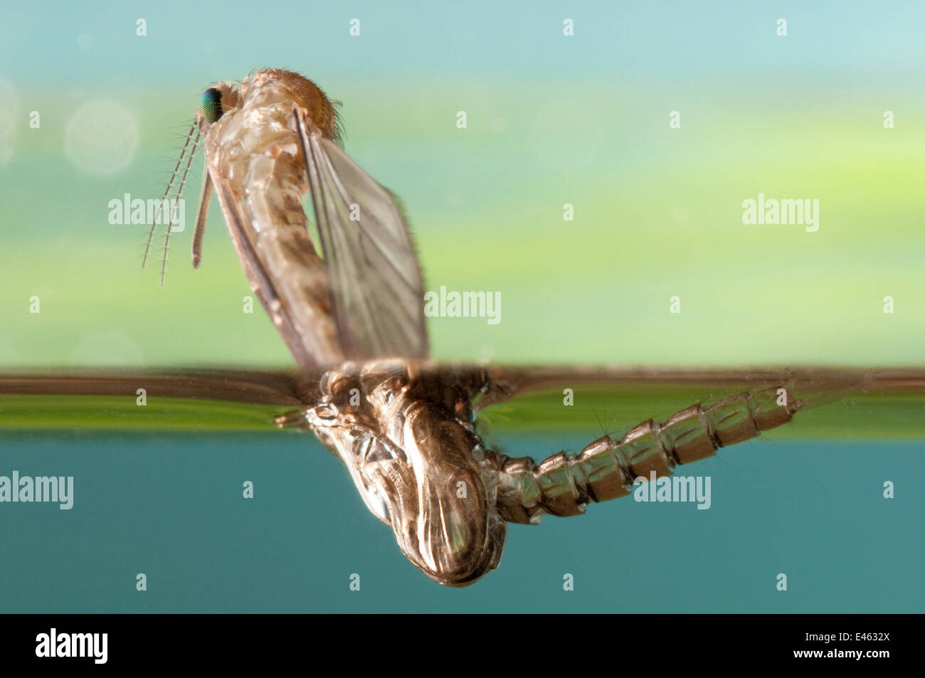 Mosquito (Culex pipiens) adult emerging through water surface from ...