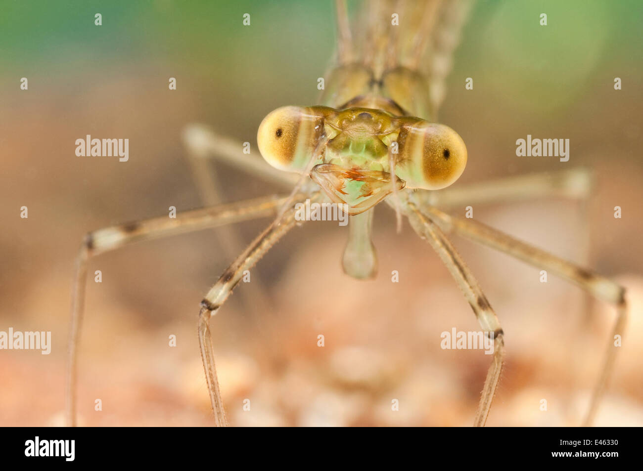 Spread-winged Damselfly (Lestidae) nymph portrait. Europe, July Stock ...