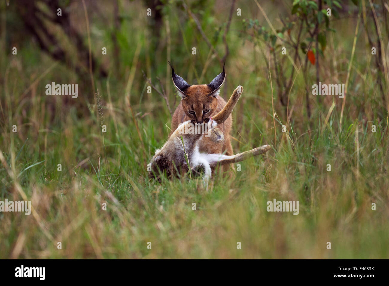 Caracal (Caracal caracal) six month kitten carrying an African hare ...