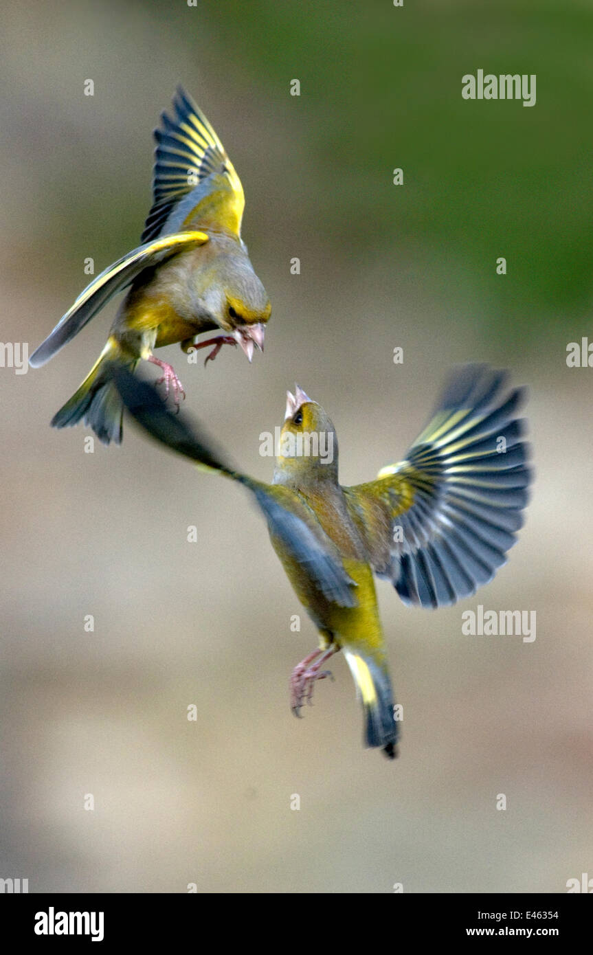 Squabbling hi-res stock photography and images - Alamy