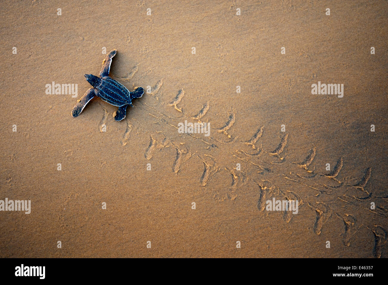 Leatherback Turtle Hatchling (Dermochelys coriacea) crossing a beach ...