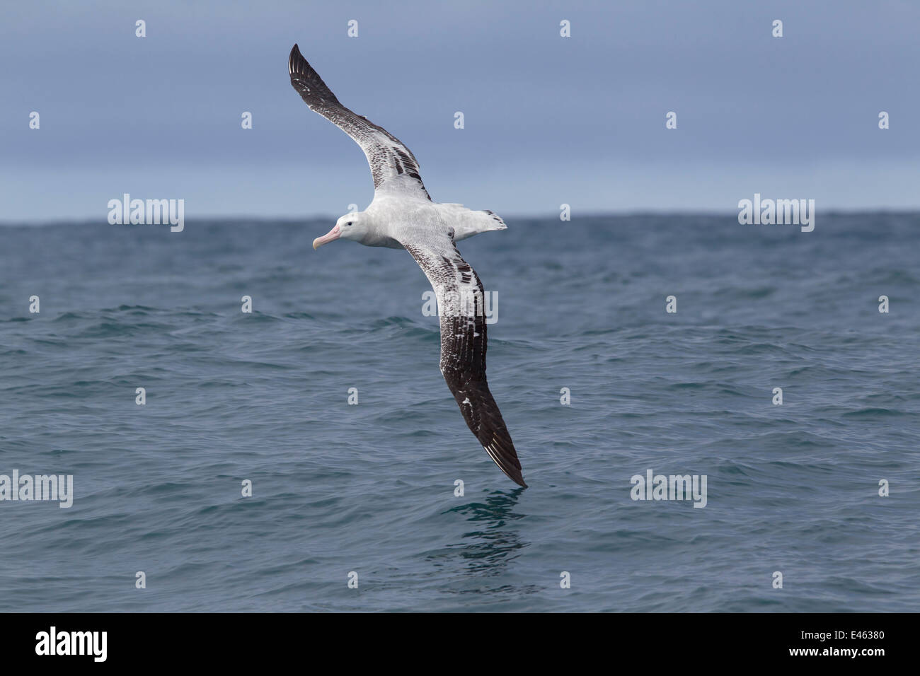 New Zealand Albatross (Diomedea antipodensis) in flight, showing ...