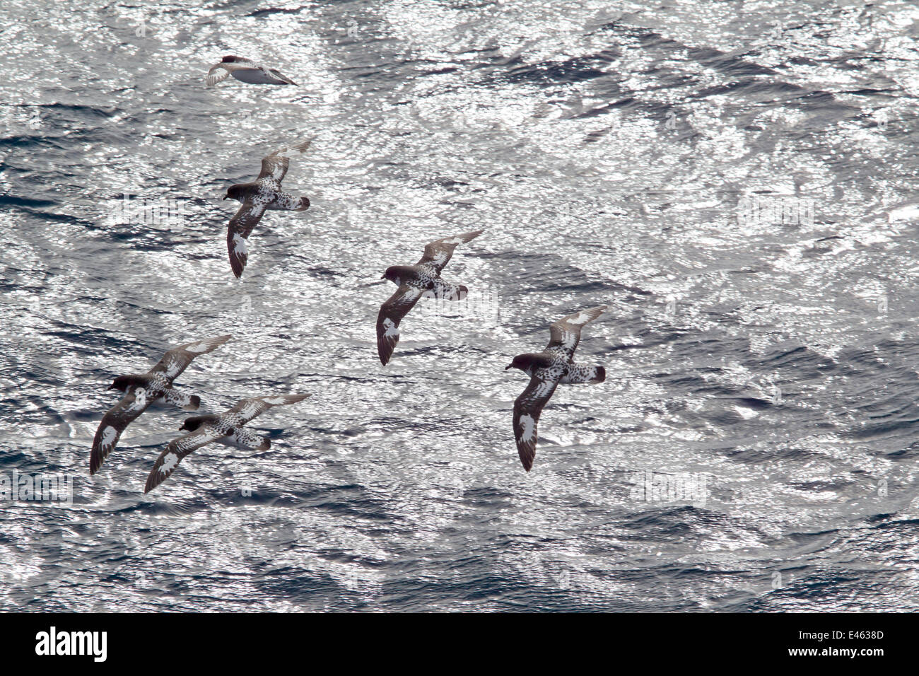 Flock of Cape petrels (Daption capense capense) in flight against the ...