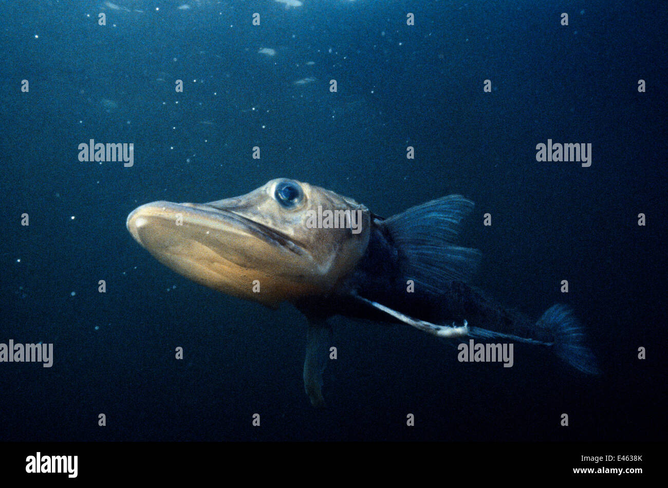 Antarctic Ice Fish