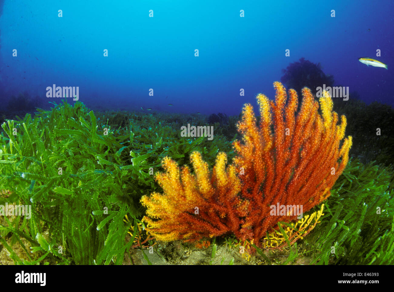 Caulerpa Taxifolia Aquarium