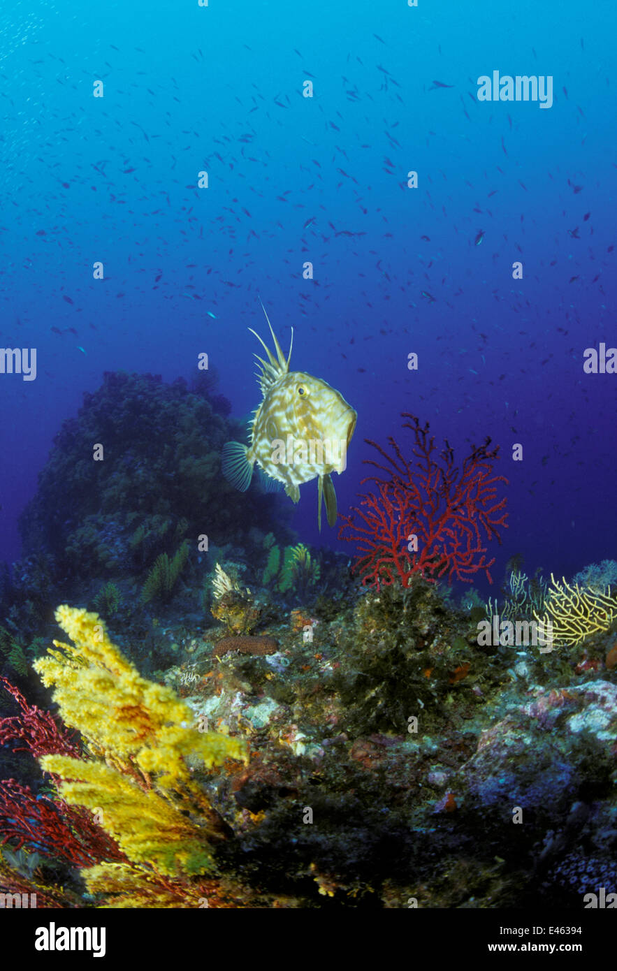 John Dory fish (Zeus faber) on coral reef, Strait of Messina, Southern ...