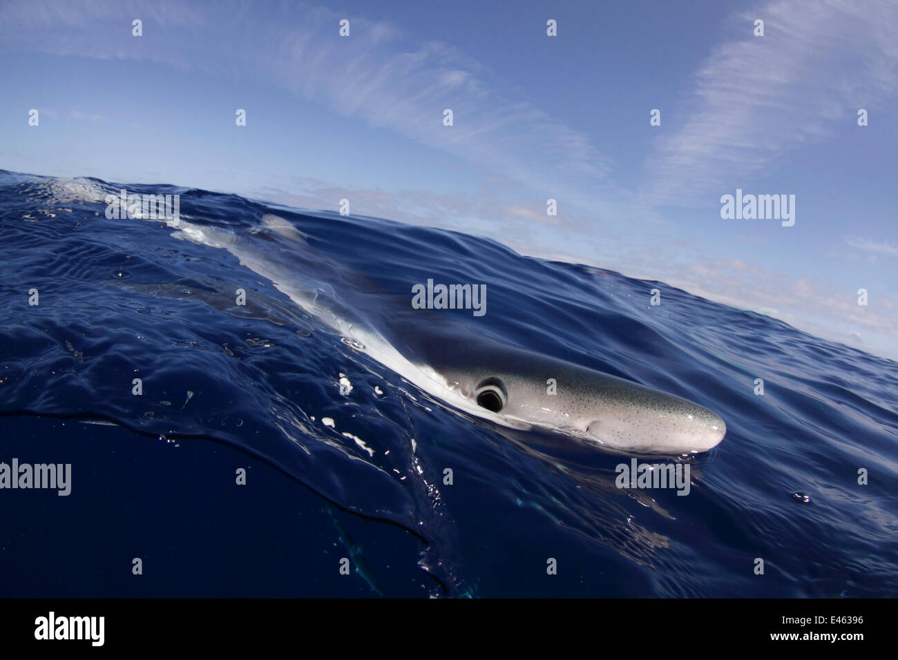 Blue Shark (Prionace glauca) at the sea surface. Santa Maria, Azores ...