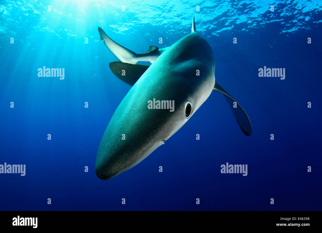 Blue Shark (Prionace glauca) near sea surface. Santa Maria, Azores ...