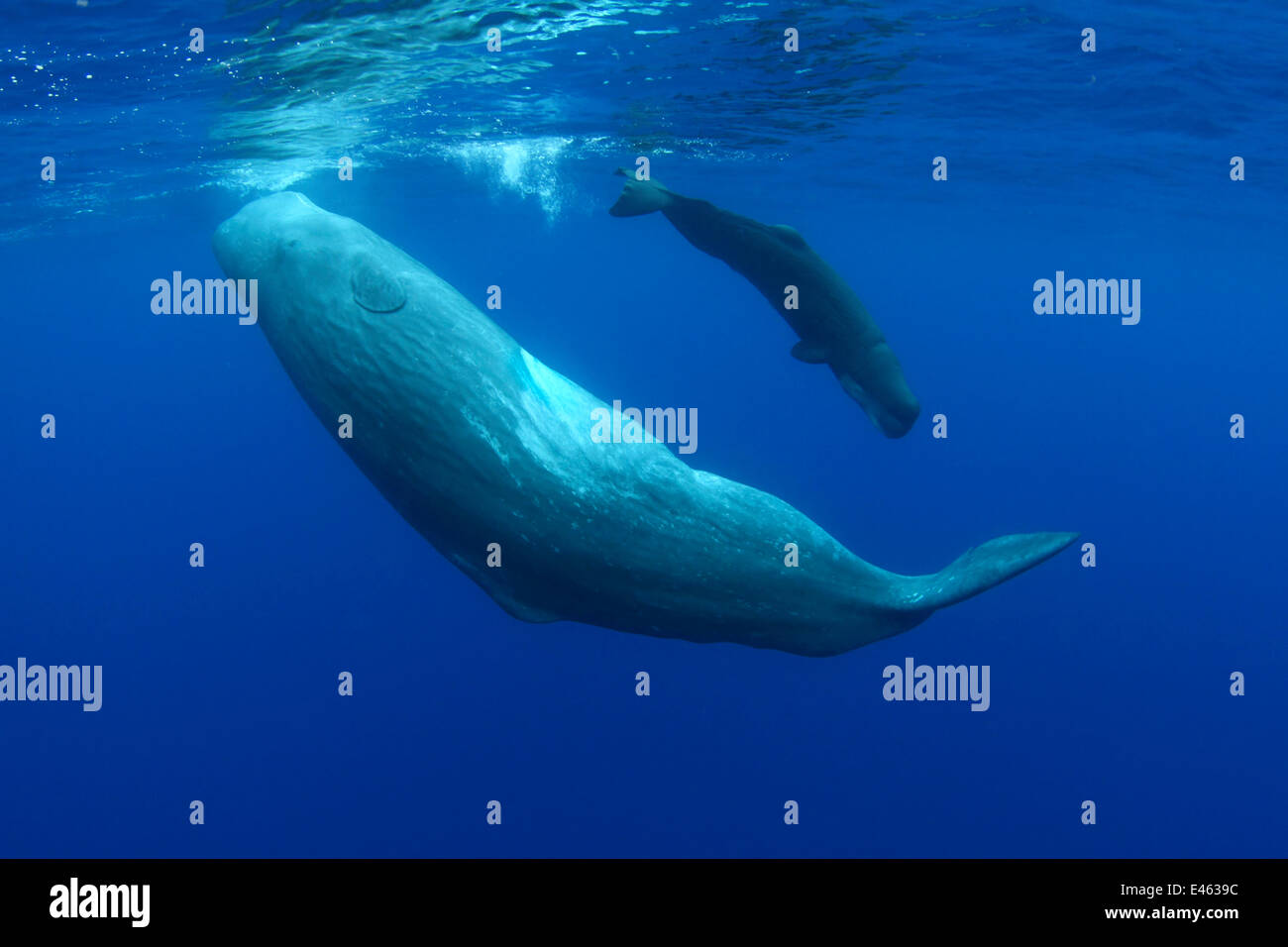 Sperm Whale (Physeter macrocephalus) female and calf. Sao Miguel Island, Azores, July Stock ...