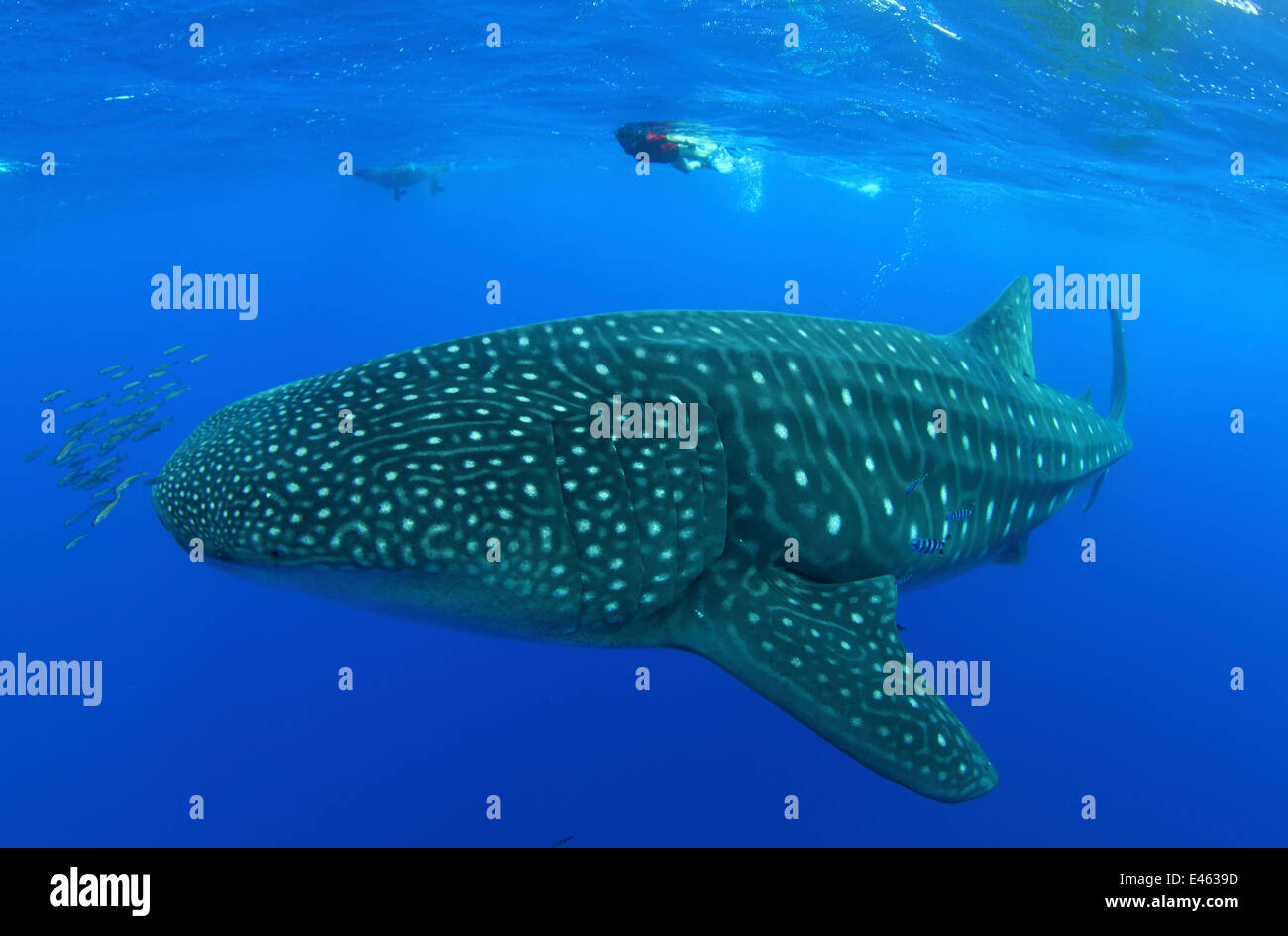 Whale Shark (Rhincodon typus) accompanied by Pilot Fish (Naucrates ...