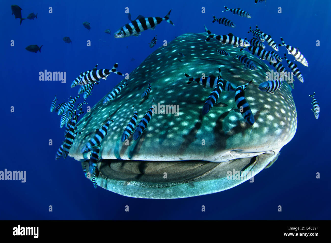 Whale Shark (Rhincodon typus) accompanied by Pilot Fish (Naucrates ...